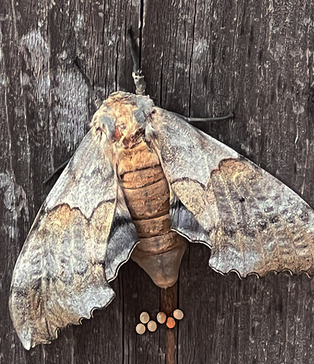 Daily Postcard: Moth Spotted On White Rock Fence