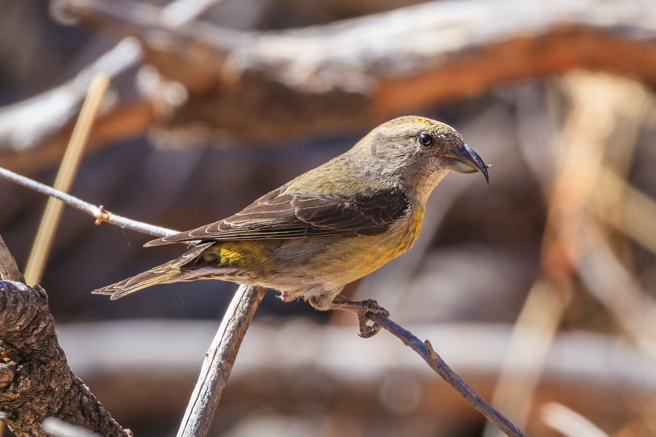 Daily Postcard: Female Red Crossbill In Upper Water Canyon