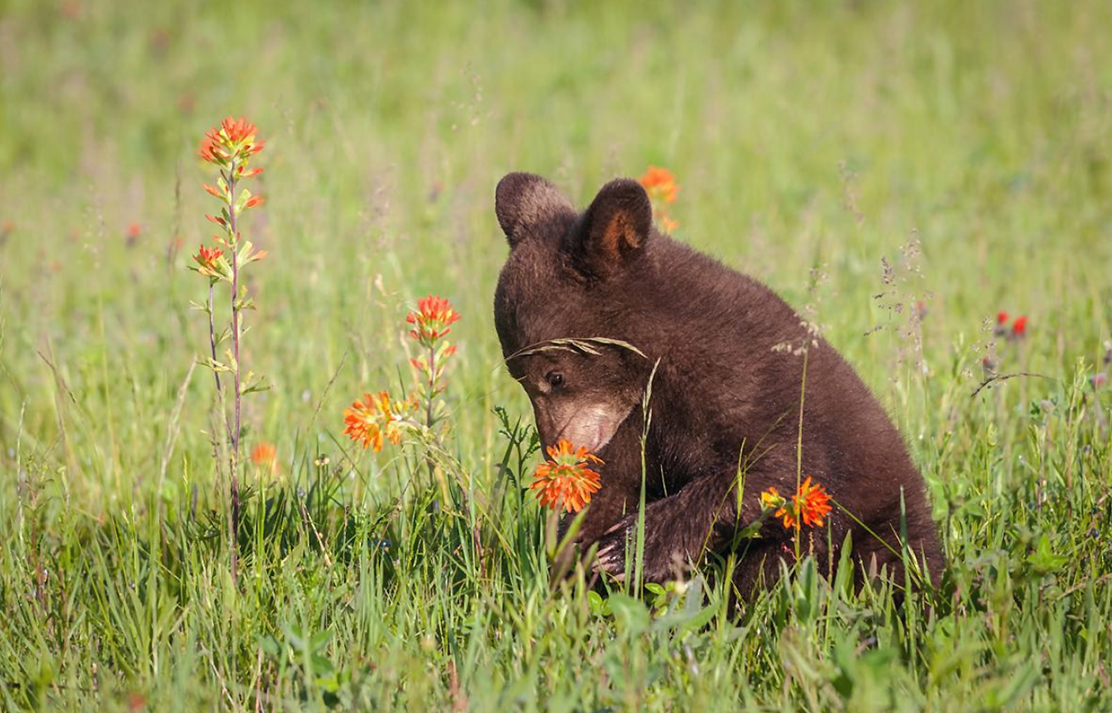 Spring Has Sprung: Time To Become Bear Aware