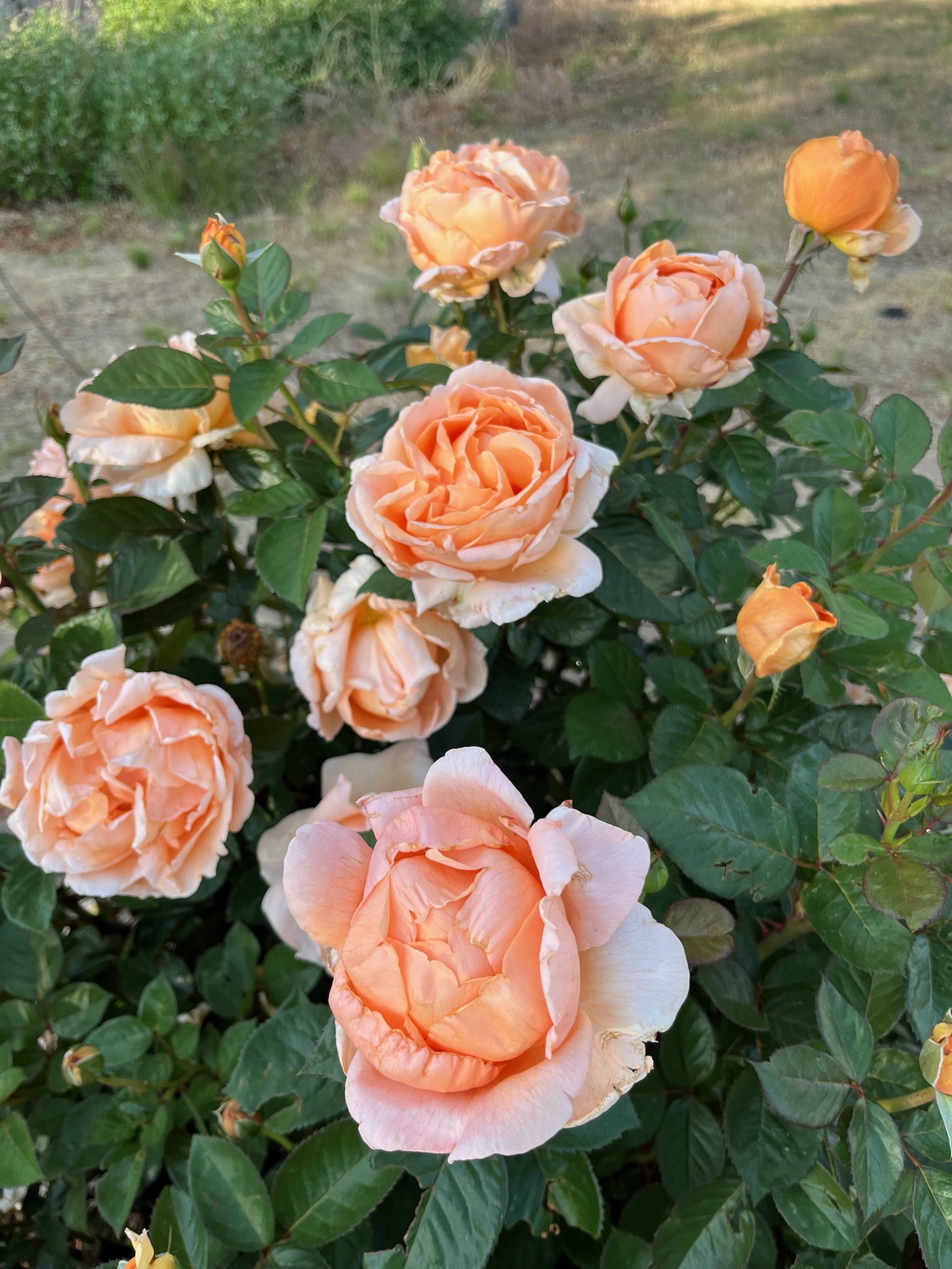 Cheerful Tangerine-Colored Roses Blooming Friday Morning