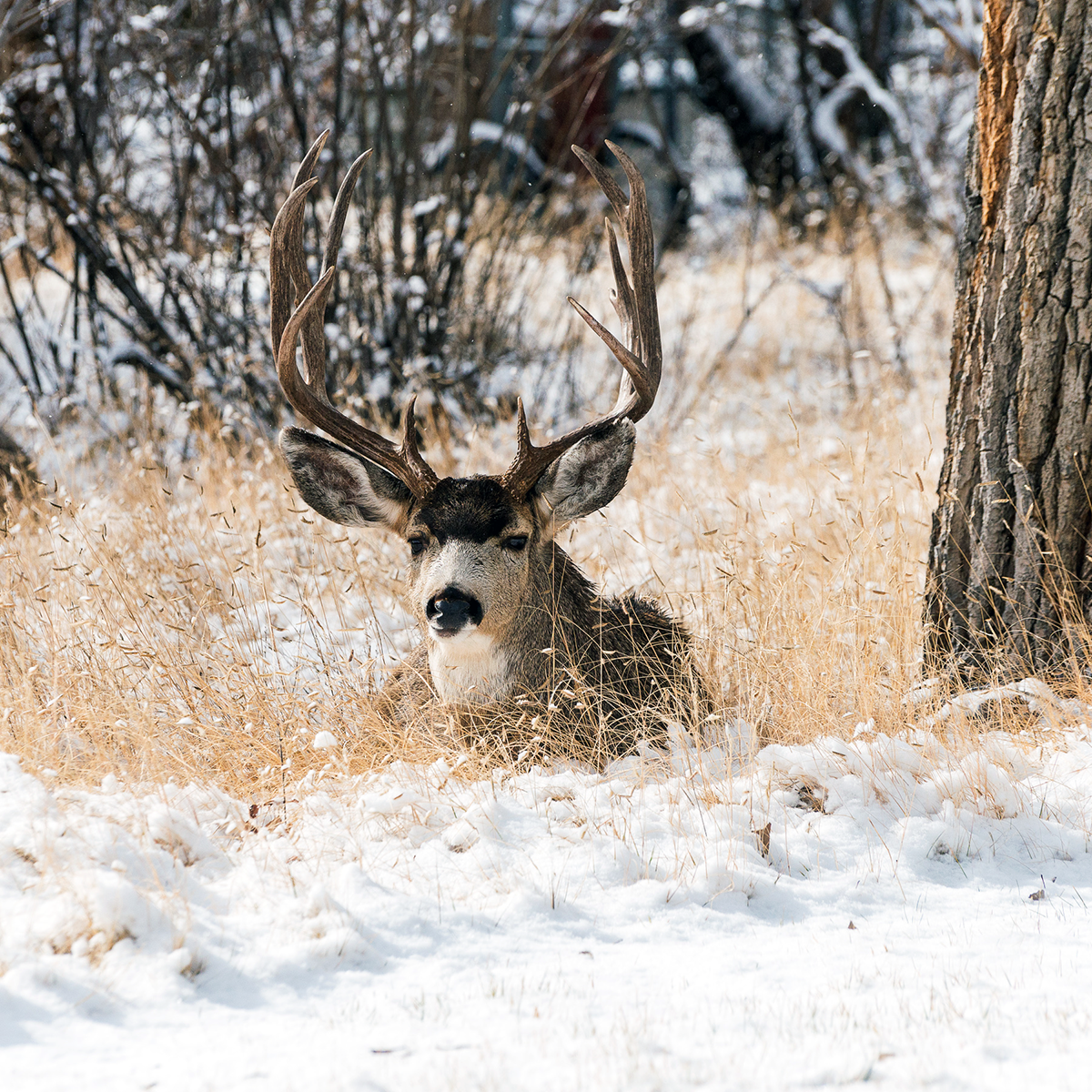 Daily Postcard: Handsome Buck Resting On Barranca Mesa